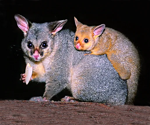 Nocturnal Animal List: 50 Night Animals Descriptions & Photos